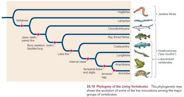 Subfilo Craniata :: Portefólio Biologia Animal